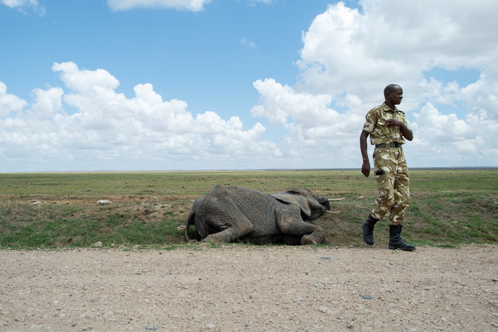 Kenya drought leaves wildlife gasping for breath - New Vision Official