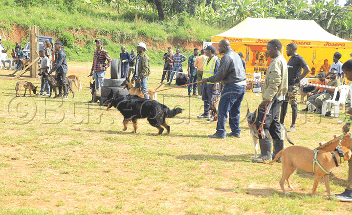 Amawulire: Mutendeke embwa zammwe zibataase mu buzibu - Poli