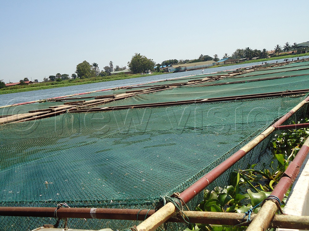 Delay Fish Farming Projects Till Rains Reduce Delay Fish Farming Projects Till Rains Reduce