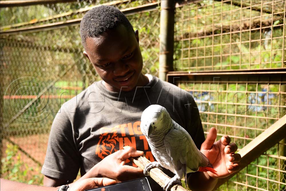 Birds get a new sanctuary in Entebbe - New Vision Official