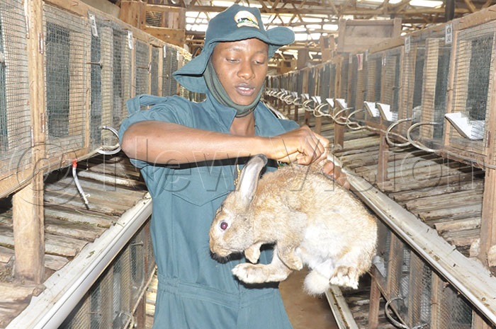 Agric. & Environment: Farmer earns millions from rabbit farm