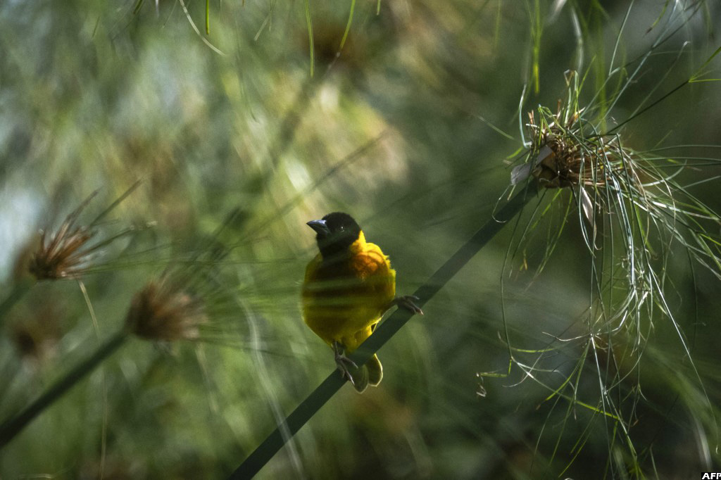 From curious waterbucks to 'smiling' lions — Uganda's abundant wildlife ...