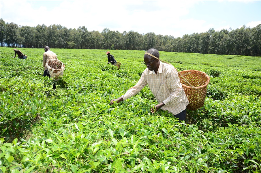 Tea farmers ask gov’t for free fertilizers - New Vision Official