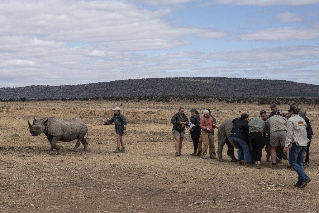 First radioactive rhino horns to curb poaching in S. Africa - New ...