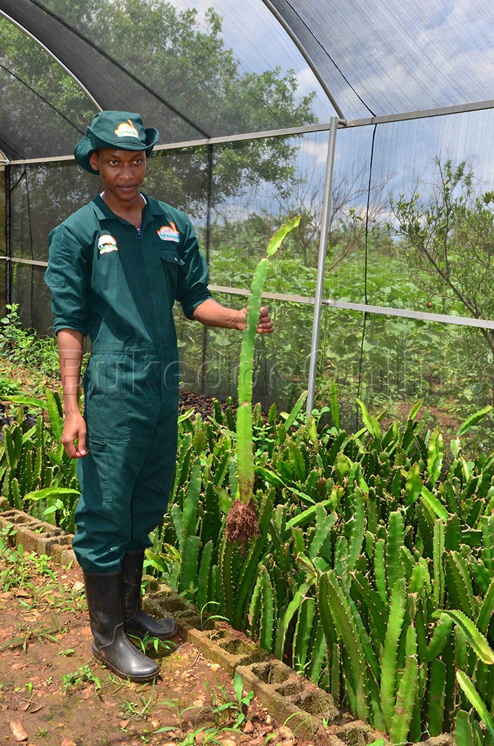 Yiga okulima engabo y'ekyalo oyoole ssente - New Vision Official