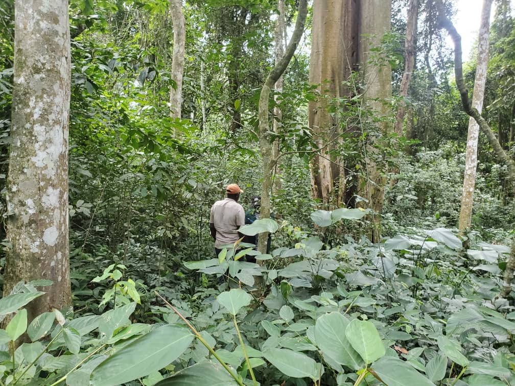 Hoima sugar to restore Kyangwali land damaged by encroachers - New ...