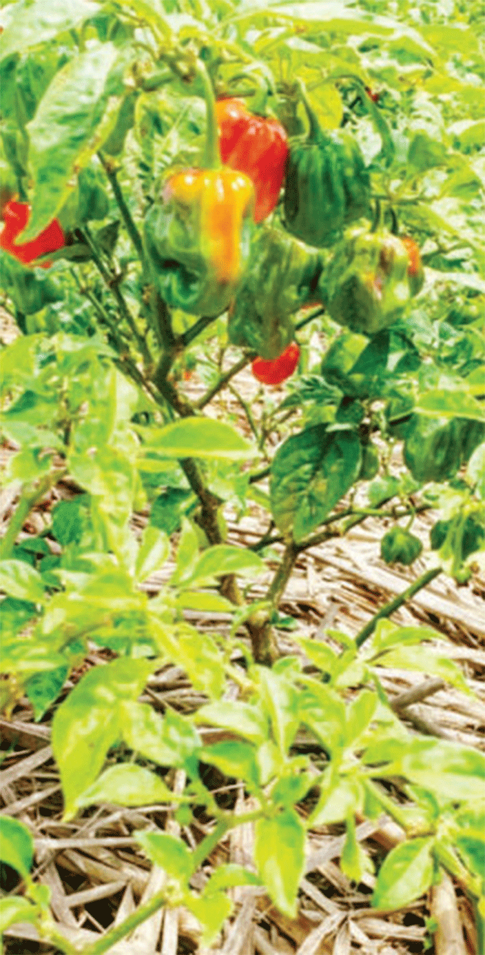 Abalimi ba kaamulali bbeeyi ebamazeemu amaanyi - New Vision Official