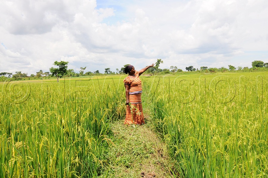 Rice: The new grain of eastern Uganda - New Vision Official