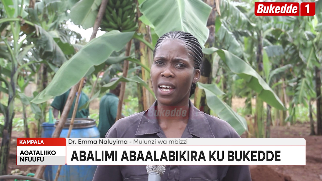 Agataliikonfuufu: Abalimi n'abalunzi abalabikira ku BUkedde bagitenda ...
