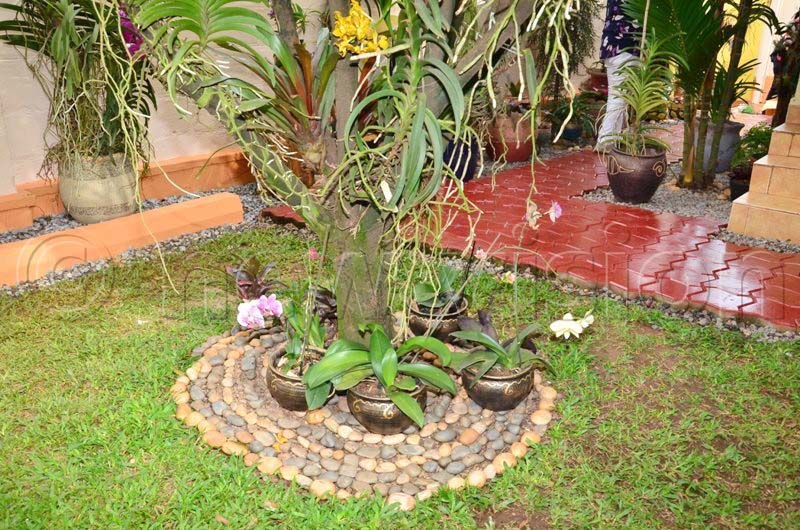 How to design around your compound trees - New Vision Official