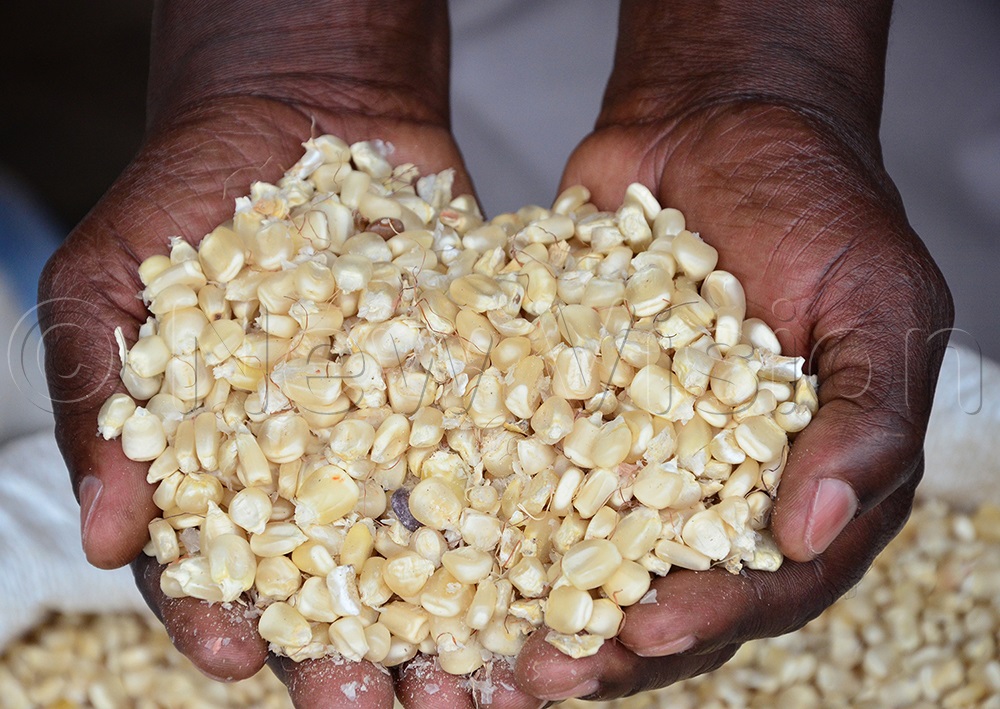 Why Kitgum farmers rejected maize donation from Govt