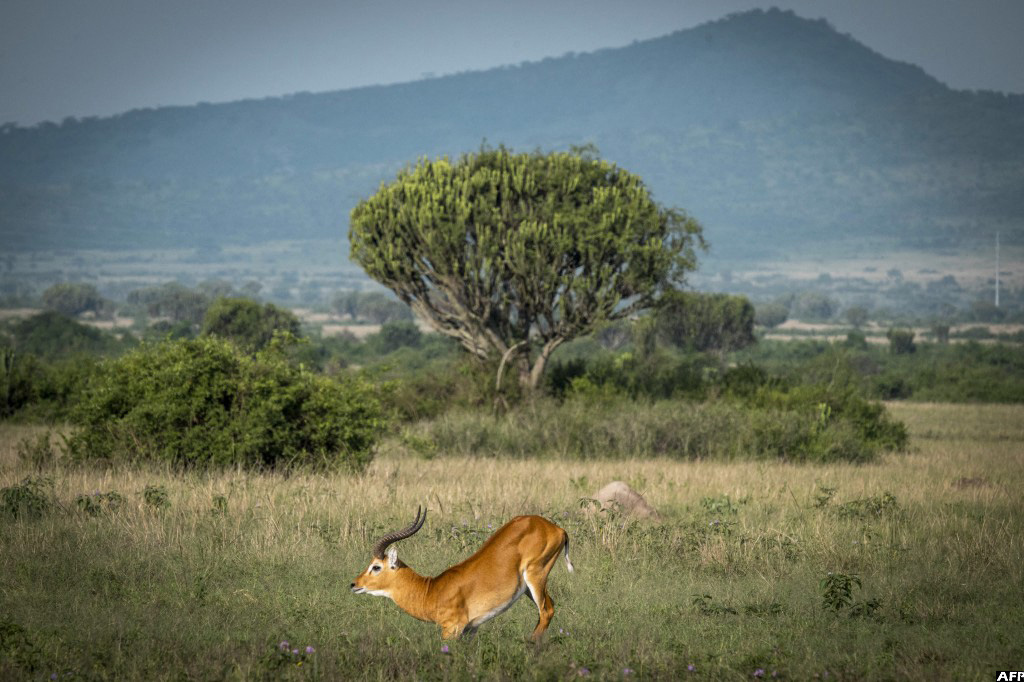 From curious waterbucks to 'smiling' lions — Uganda's abundant wildlife ...