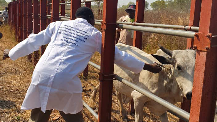 Cattle vaccination starts in Teso - New Vision Official