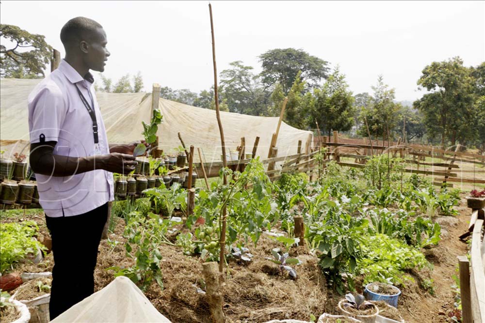PICTORIAL: Gayaza High School farm camp to attract about 1,000 students ...