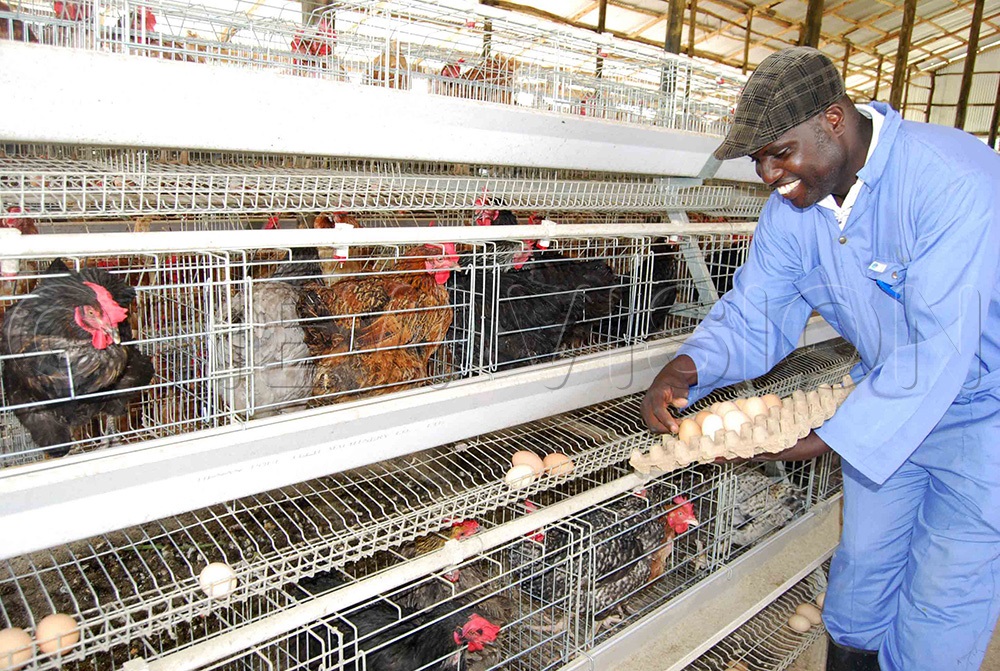 Poultry: Why farmers need to care for nest
