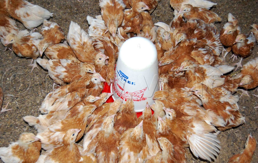How to deal with water related challenges on poultry farms - New Vision ...