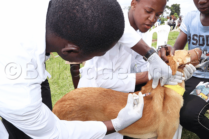 Makerere egemye embwa 204 e Kiryagonja, Matugga - New Vision Official