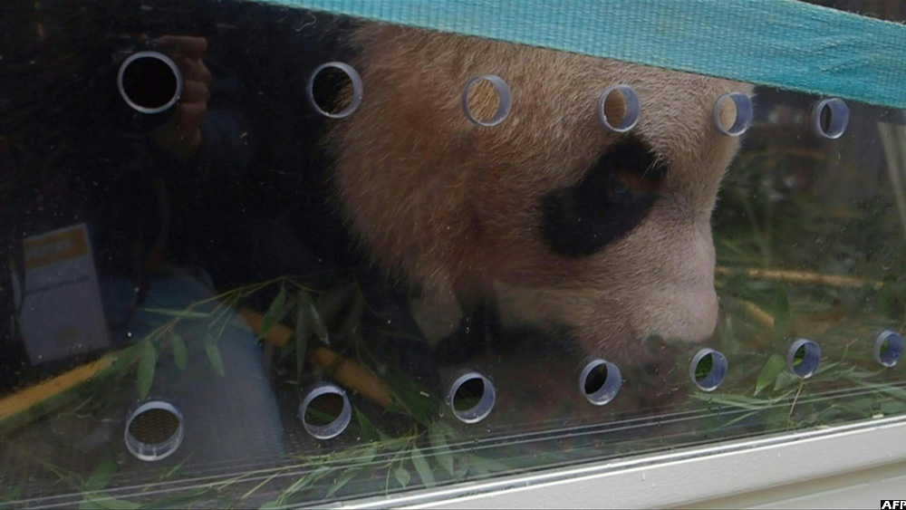 VIDEO: First giant panda born in France back to ancestral China - New ...