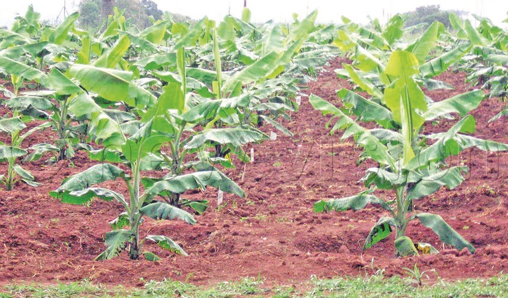 Kawanda stuck with GMO banana as Bill is shelved