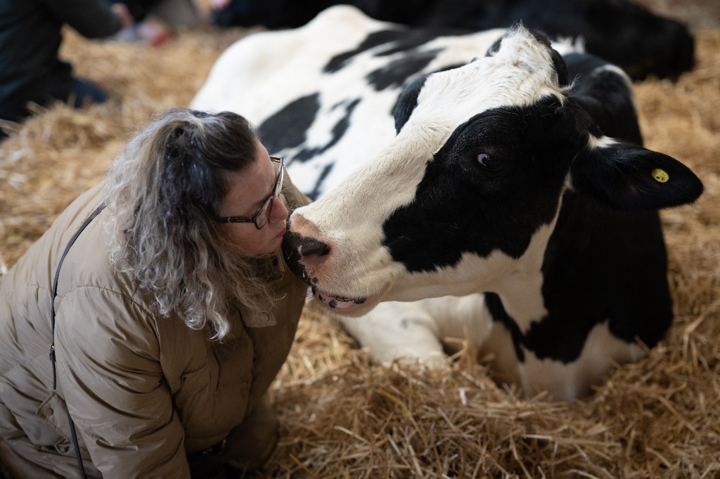 Feeling stressed? Cuddle a cow, says UK dairy farm - New Vision Official