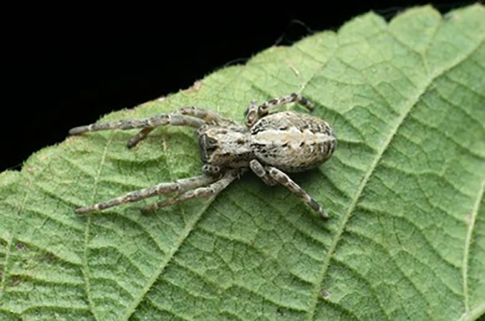 Science & Tech: Botswanan researchers study new spider speci