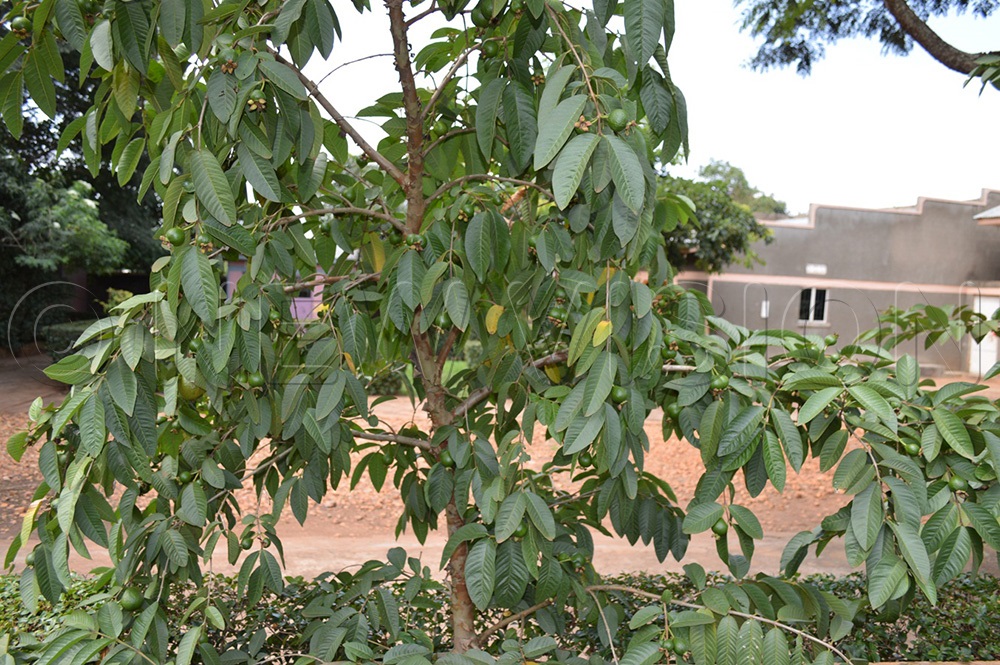 How to care for your guava tree