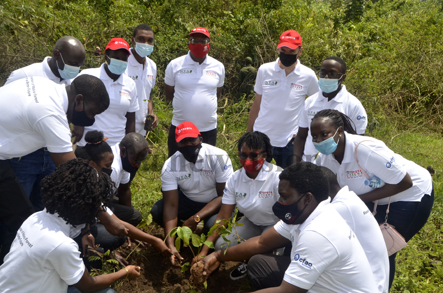 NFA, Toyota Uganda to restore 30 hectares of forest reserve