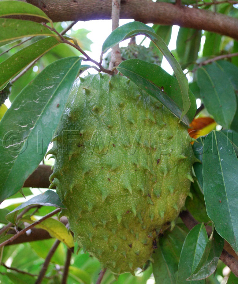 Plant soursop tree in your compound - New Vision Official