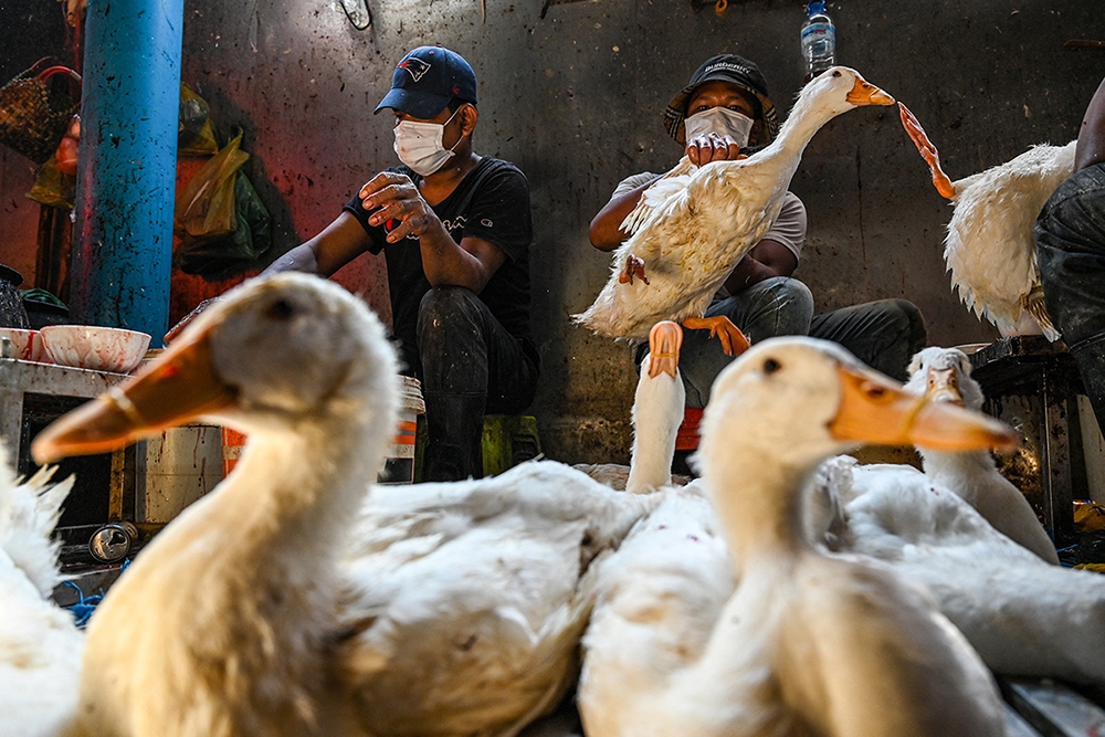 Experts warn bird flu virus changing rapidly in largest ever outbreak ...