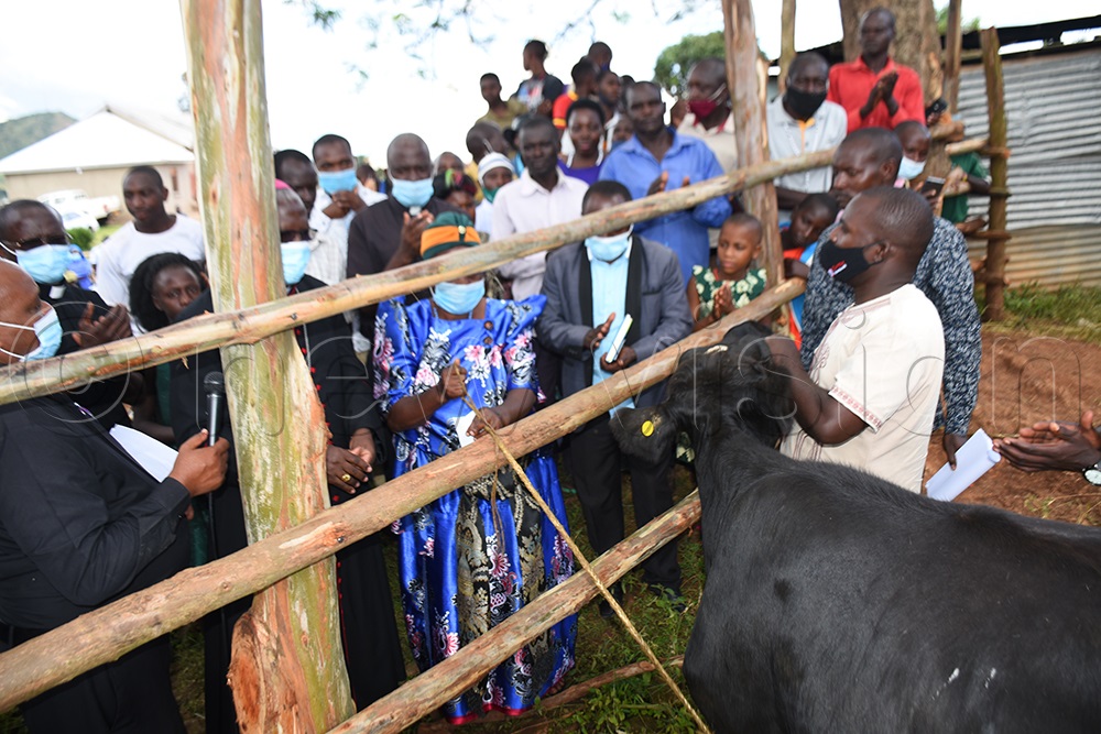 Catholic Church donates cows, asks for tax exemption - New Vision Official