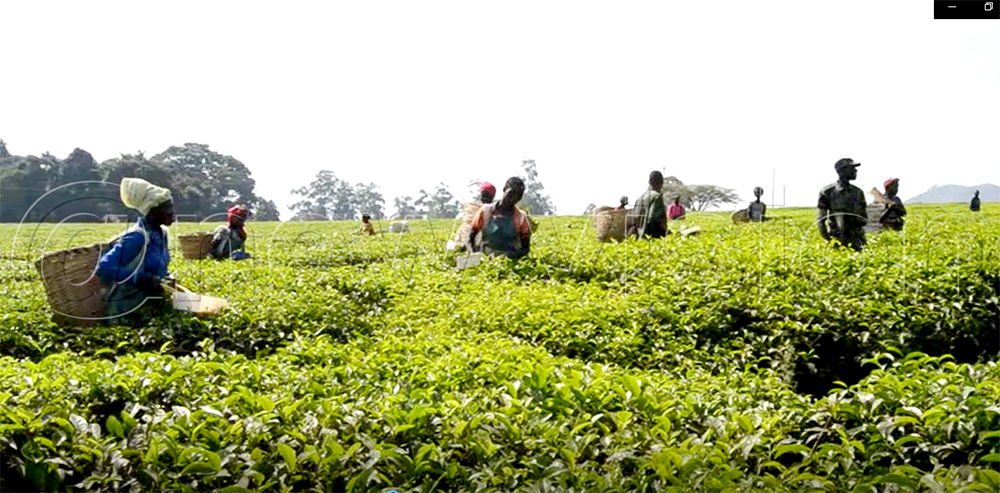 Kikuube security team rushes to tea factory to quell workers strike ...