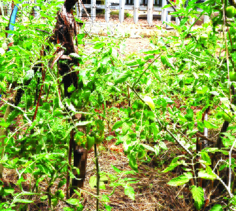 How Kololo SSS uses biogas to conserve environment - New Vision Official