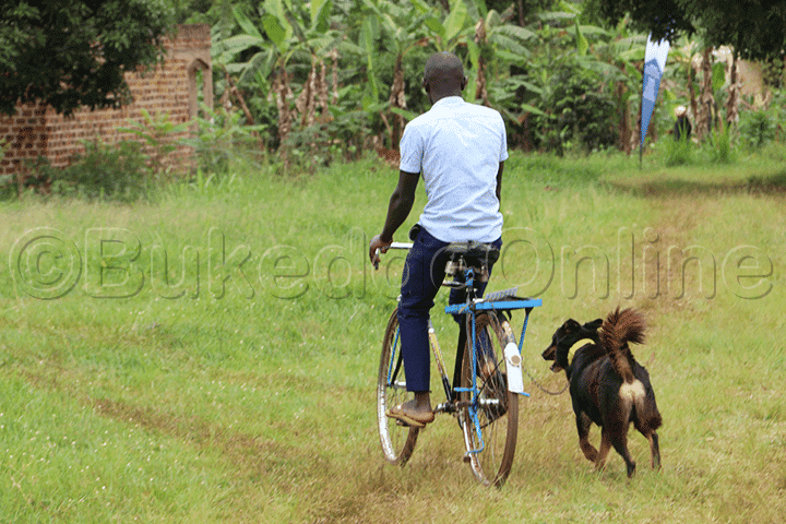 Makerere egemye embwa 204 e Kiryagonja, Matugga - New Vision Official