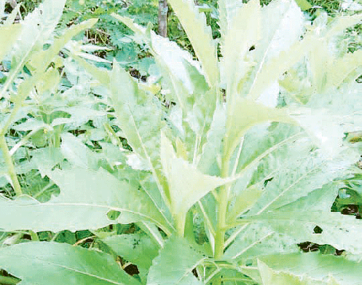 Anoonya obunene weesiimuule magejjo