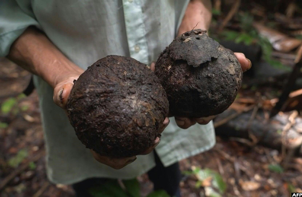 VIDEO: Deforestation hits brazil nut collectors in Bolivia - New Vision ...