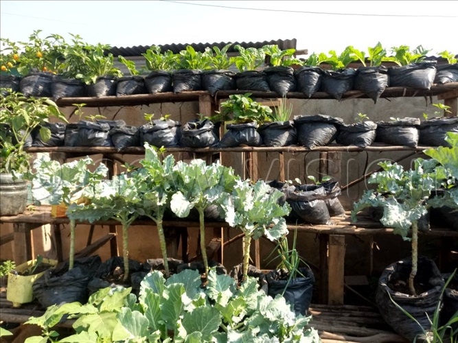 Agric. & Environment: Multi-storage gardens: Way to grow veg