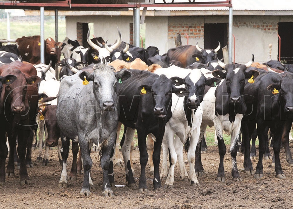 Govt launches sh1.5b heifer project for youth leaders - New Vision Official