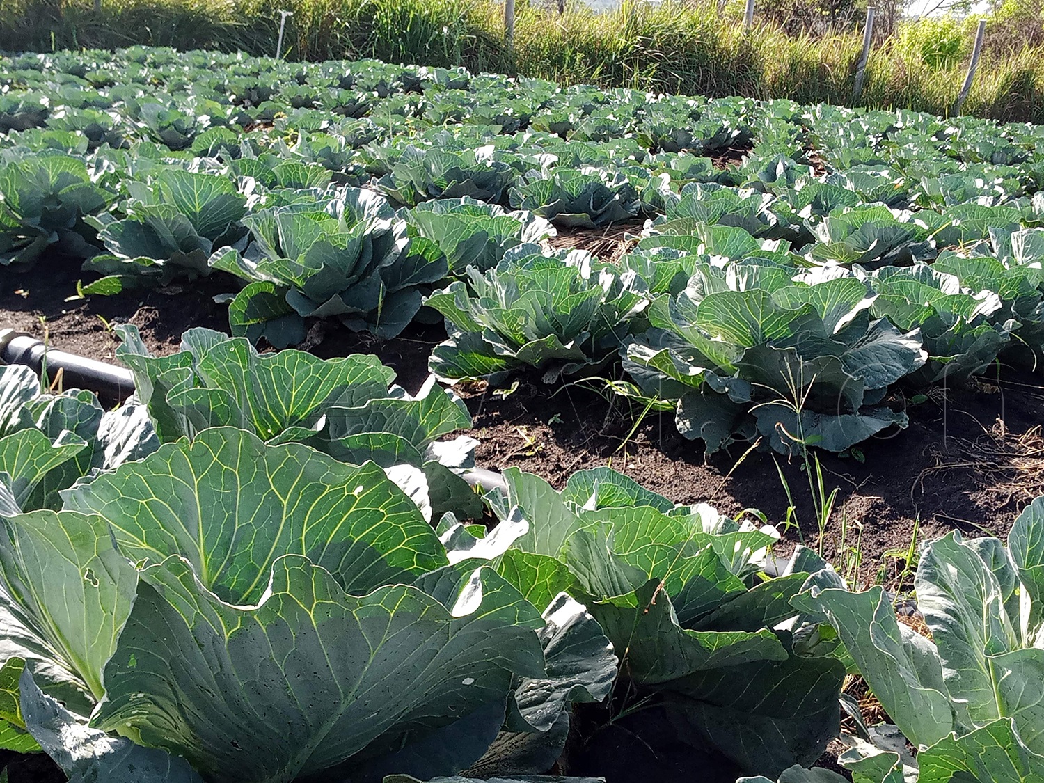 Sh7.3b horticulture project for northern Uganda starts - Bukedde Online ...