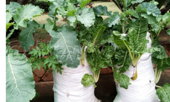 Grow vegetables in sacks the right way - New Vision Official