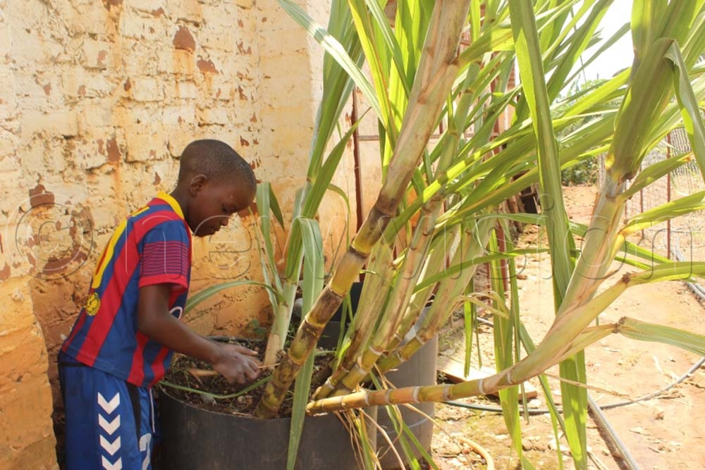 Benefits Of Sugarcane To Your Body Bukedde Online Amawulire Benefits Of Sugarcane To Your Body Bukedde Online Amawulire