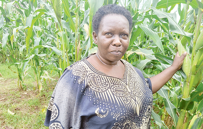 By’oba okola osobole okulima kasooli buli sizoni