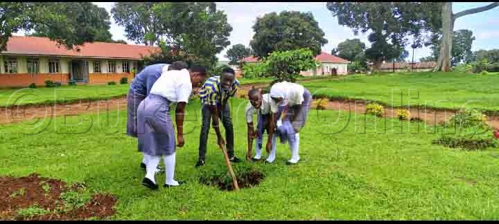 Green schools ; Dunstan Memorial SS Kalangala beesibiridde kusimba miti ...