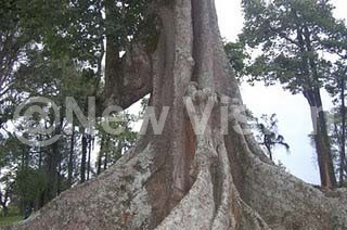 Jinja cries as 80-year-old Mvule trees cut down
