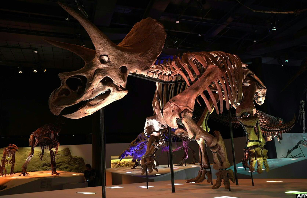 VIDEO: Giving life to 60-million-year-old dinosaur fossils - New Vision ...