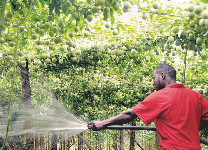 Setting up ekitandalo in passion fruit growing (trellising)