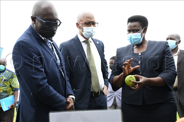 COVID-19 impacted food security, says FAO - New Vision Official