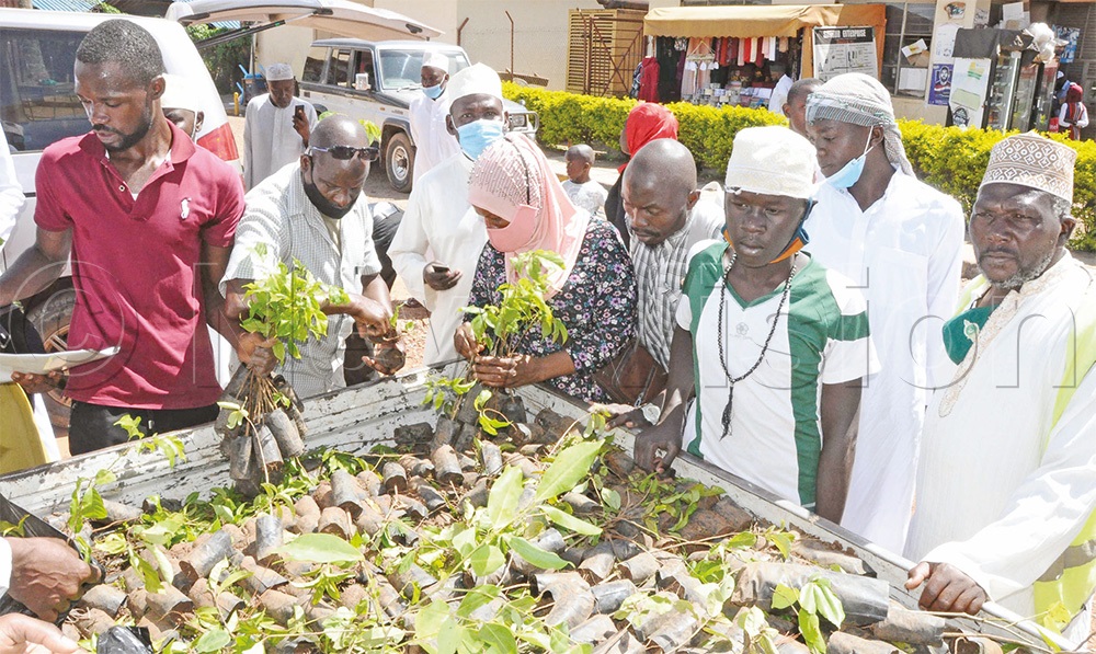 News: ‘Plant more trees to get blessings'