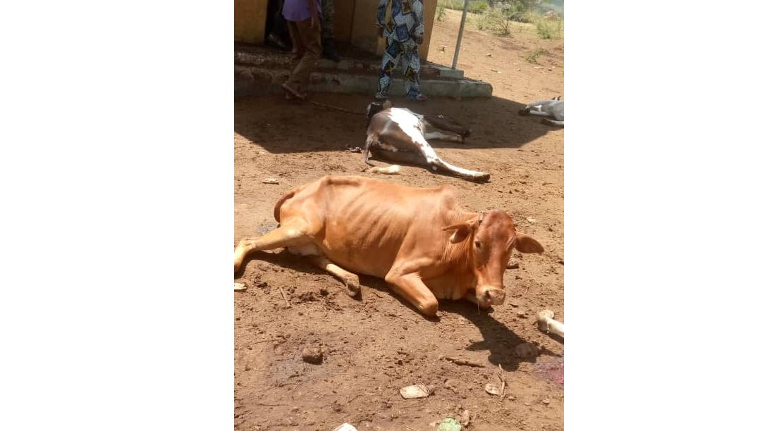 UPDF soldier's shooting rampage claims 18 cows - New Vision Official