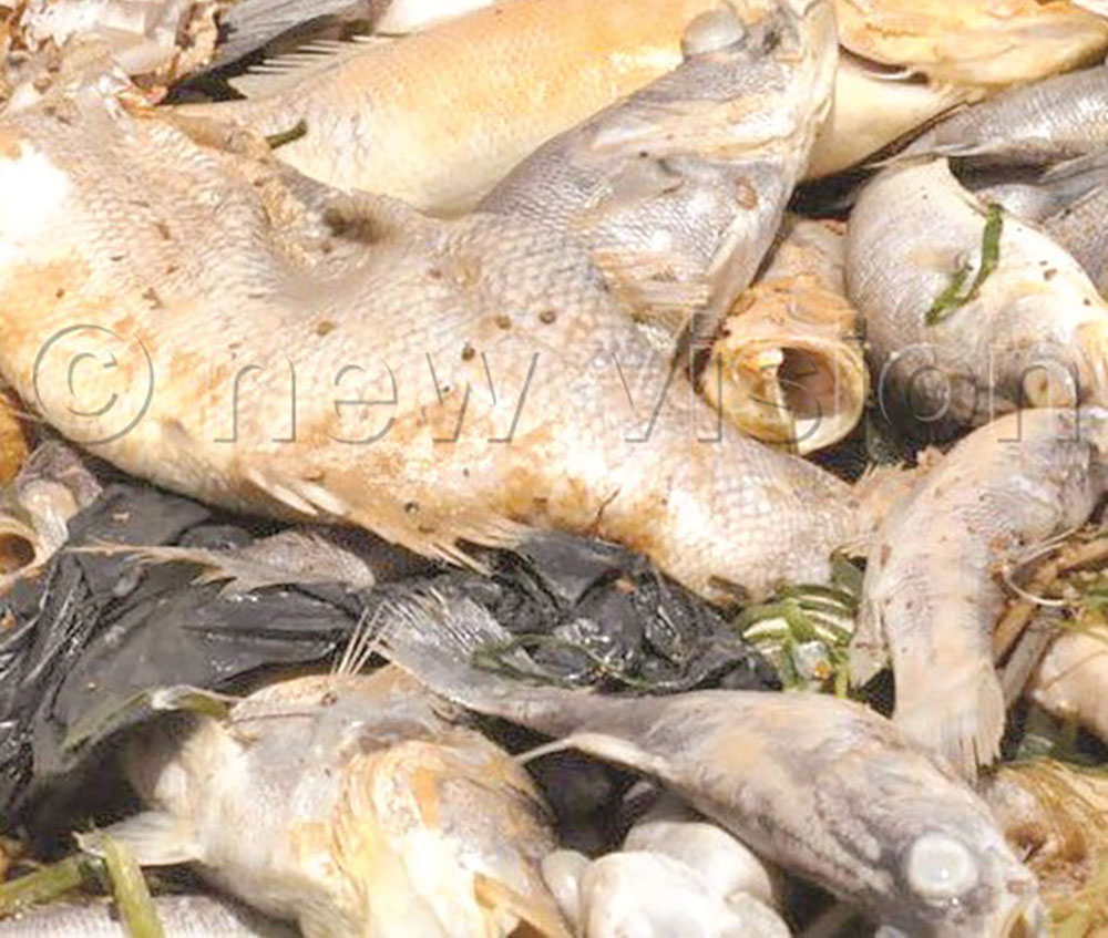 Keep off immature fish, traders warned