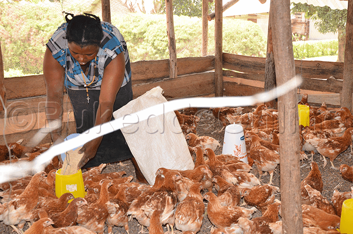 Abasuubula akalungo akatabula emmere y'enkoko basattira lwa musolo gwa ...